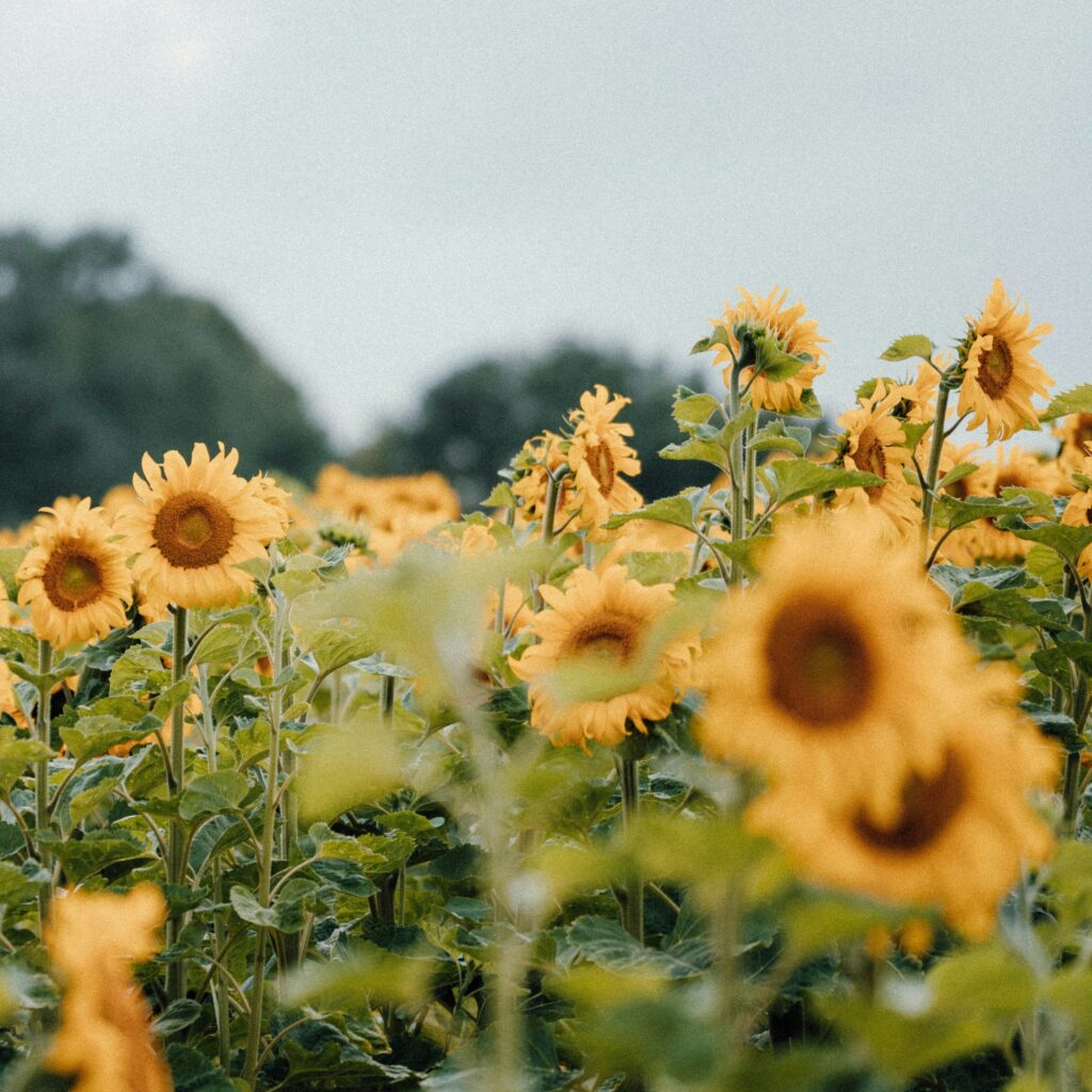 Building a Somatic Vocabulary – Chicago Center For Integration And Healing